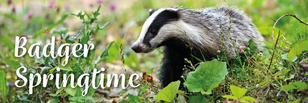 Badgers in Spring!