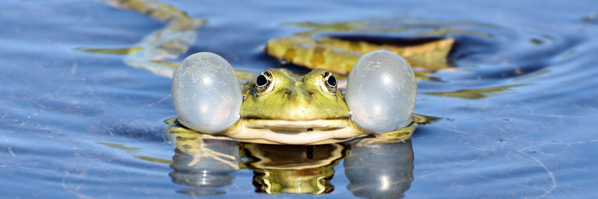 Toad Patrol - Hopping to safety and success