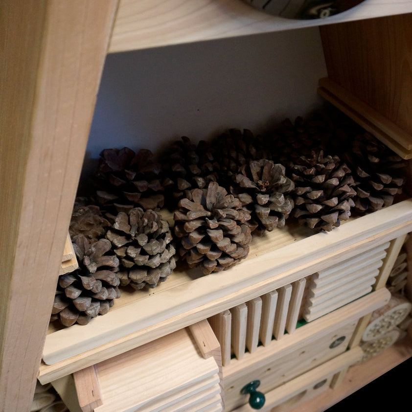Educational Pyramid Insect Habitat | The Wildlife Community