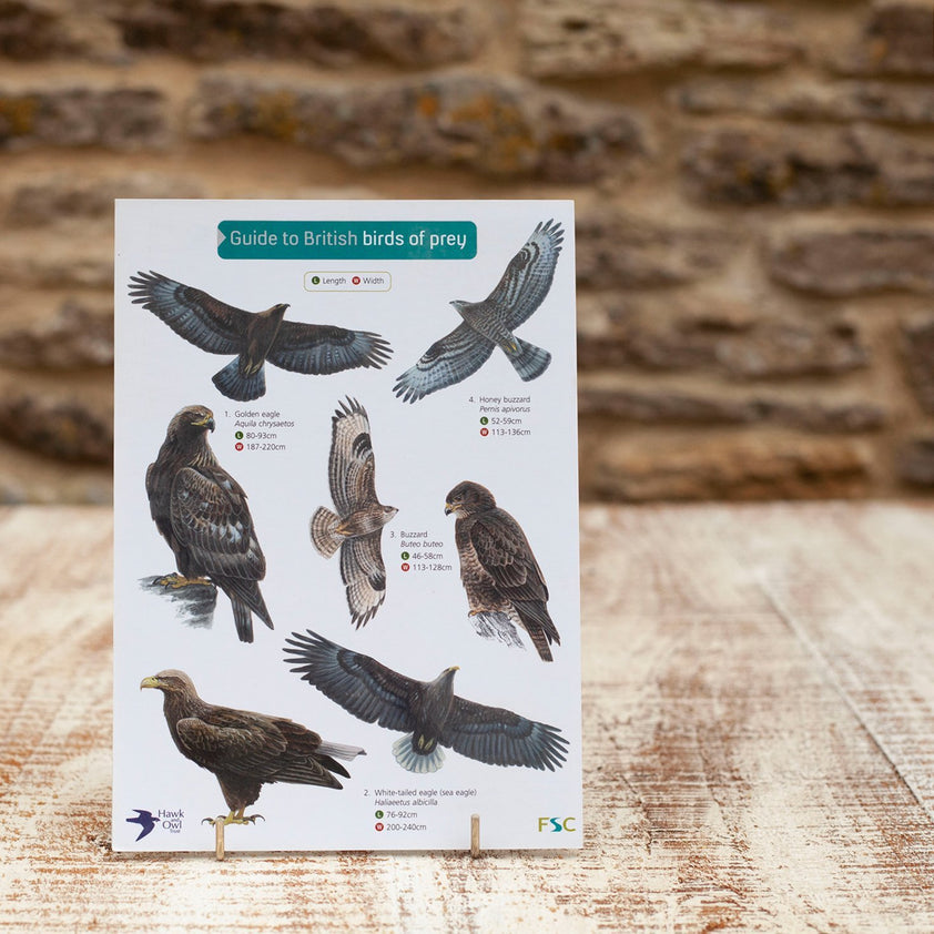 Field Guide - Birds of Prey | The Wildlife Community