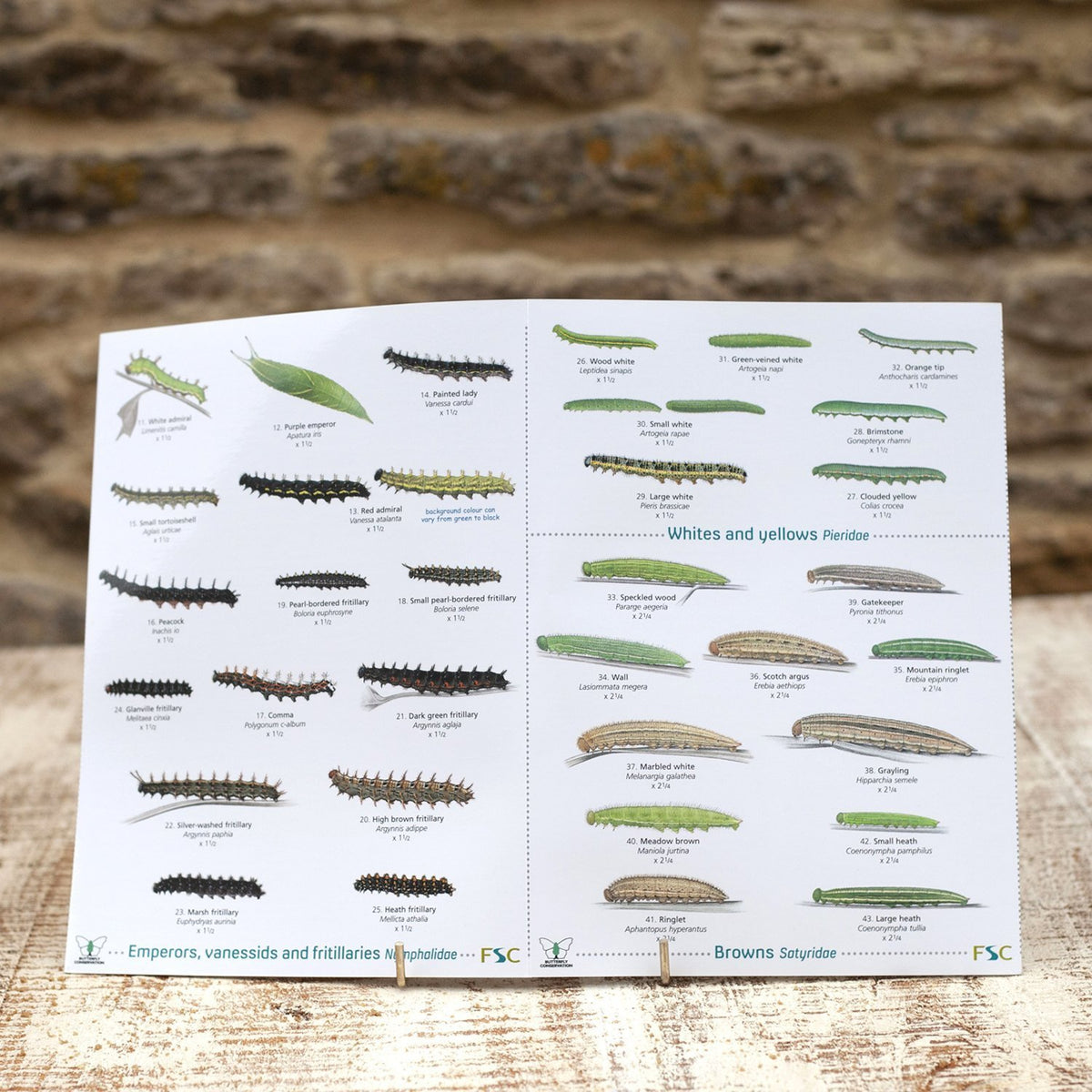 Field Guide - Caterpillars of Butterflies | The Wildlife Community