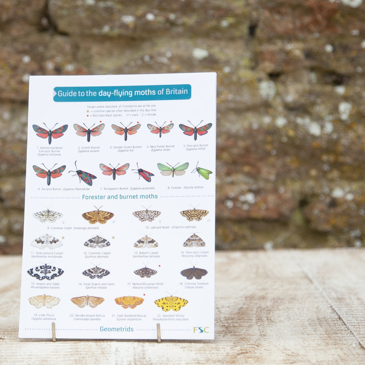 Field Guide - Day Flying Moths | The Wildlife Community