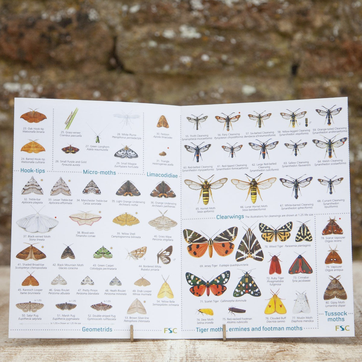 Field Guide - Day Flying Moths | The Wildlife Community
