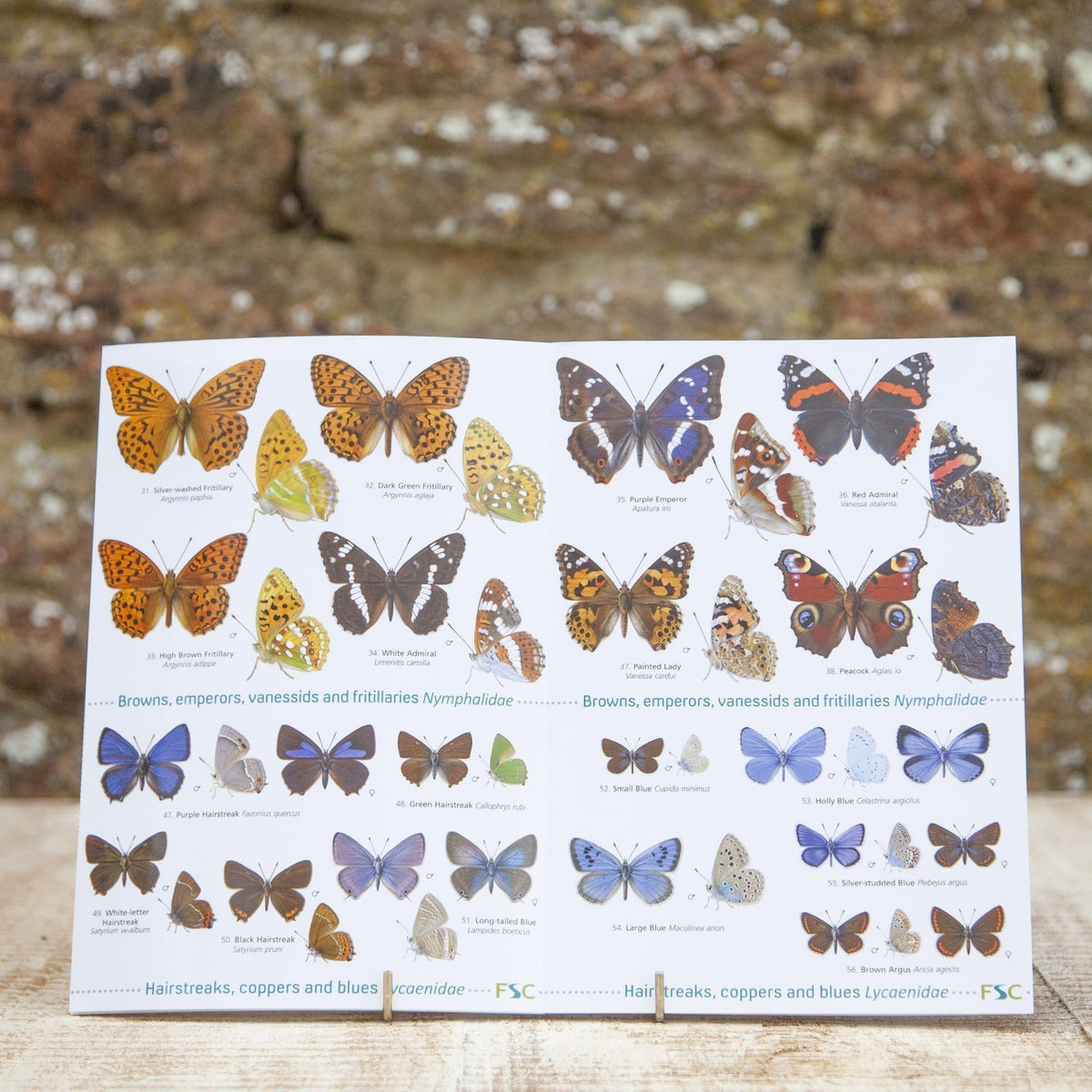 Field Guide - Butterflies of Britain | The Wildlife Community