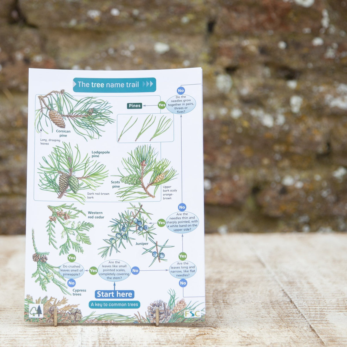 Field Guide - Trees | The Wildlife Community